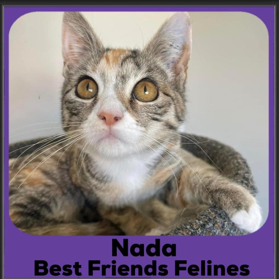 Nada - Female Domestic Short Hair Cat in QLD - PetRescue