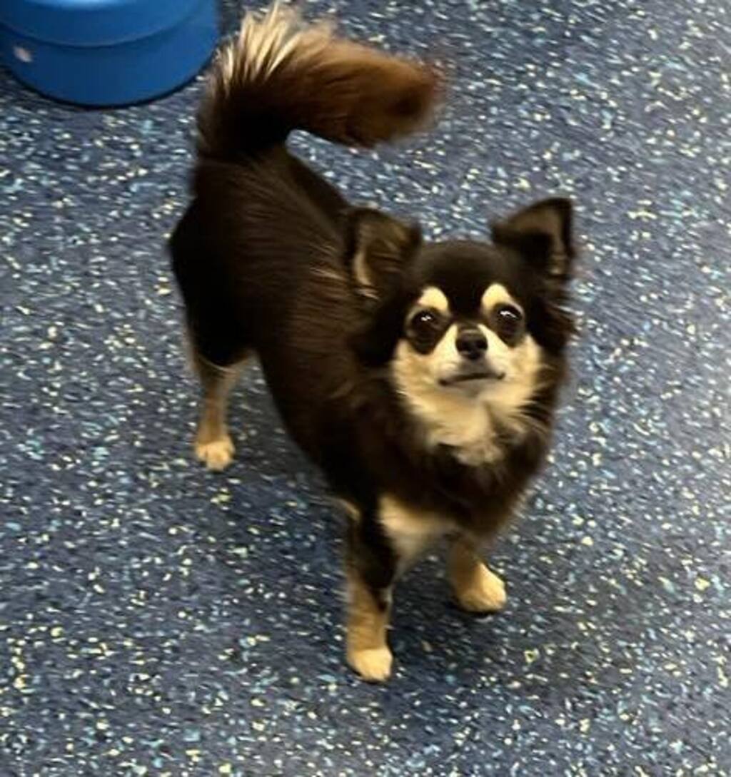 Rosa - Small Female Long Hair Chihuahua Mix Dog in QLD - PetRescue