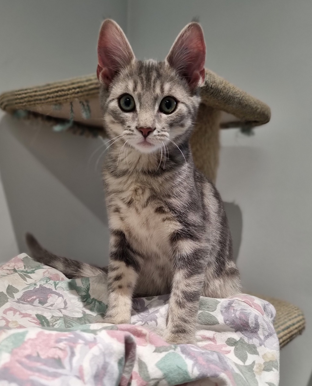 Allen - Male Domestic Short Hair Mix Cat in QLD - PetRescue