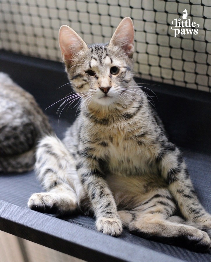 Stevie (blind), Seta & Sabu - Male Domestic Short Hair Cat in QLD ...
