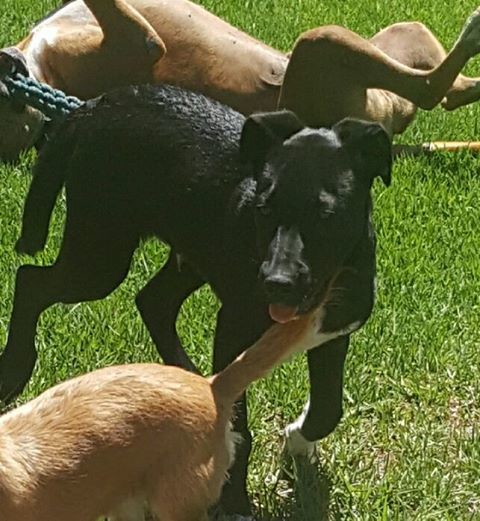 Buster D0652 adopted 23/2/17 - Large Male Border Collie x Mastiff Mix ...