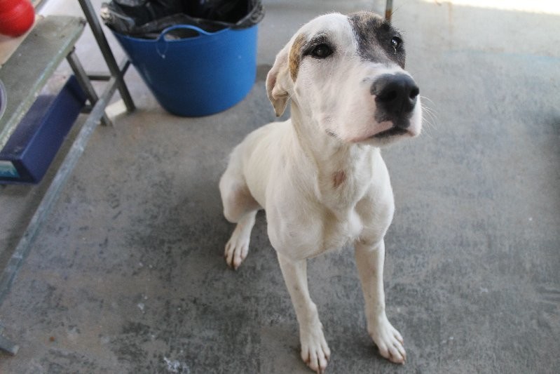 Wydee - Large Female North Queensland Bullhound Mix Dog in QLD - PetRescue