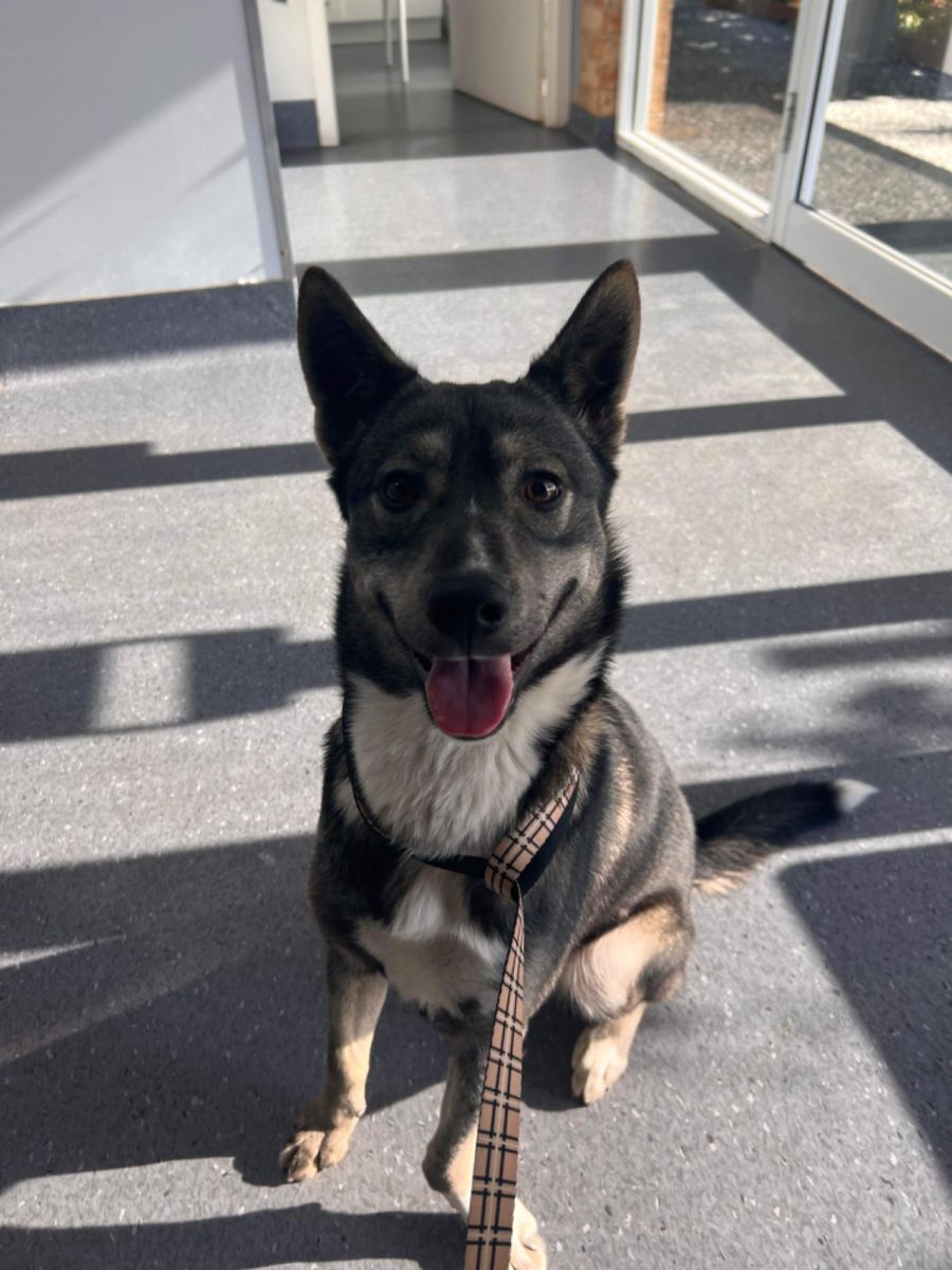 Roo - Medium Female Husky x Kelpie Mix Dog in NSW - PetRescue