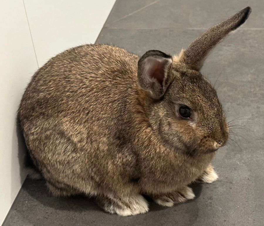 Wombat - Female Rabbit in VIC - PetRescue
