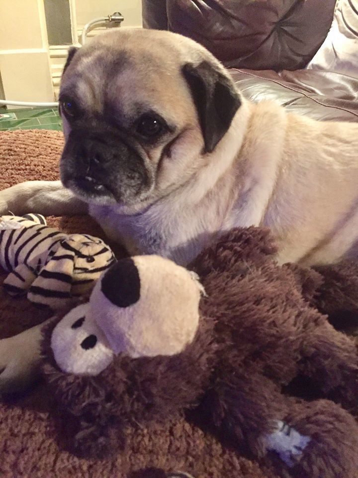 Napoleon - Small Male Pug Mix Dog in NSW - PetRescue