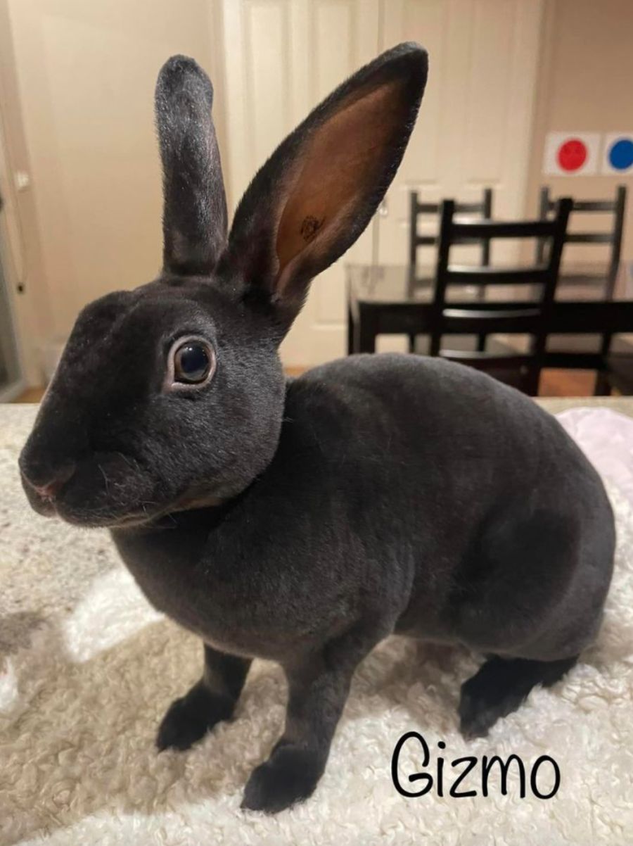 Gizmo - Male Mini Rex Rabbit in VIC - PetRescue