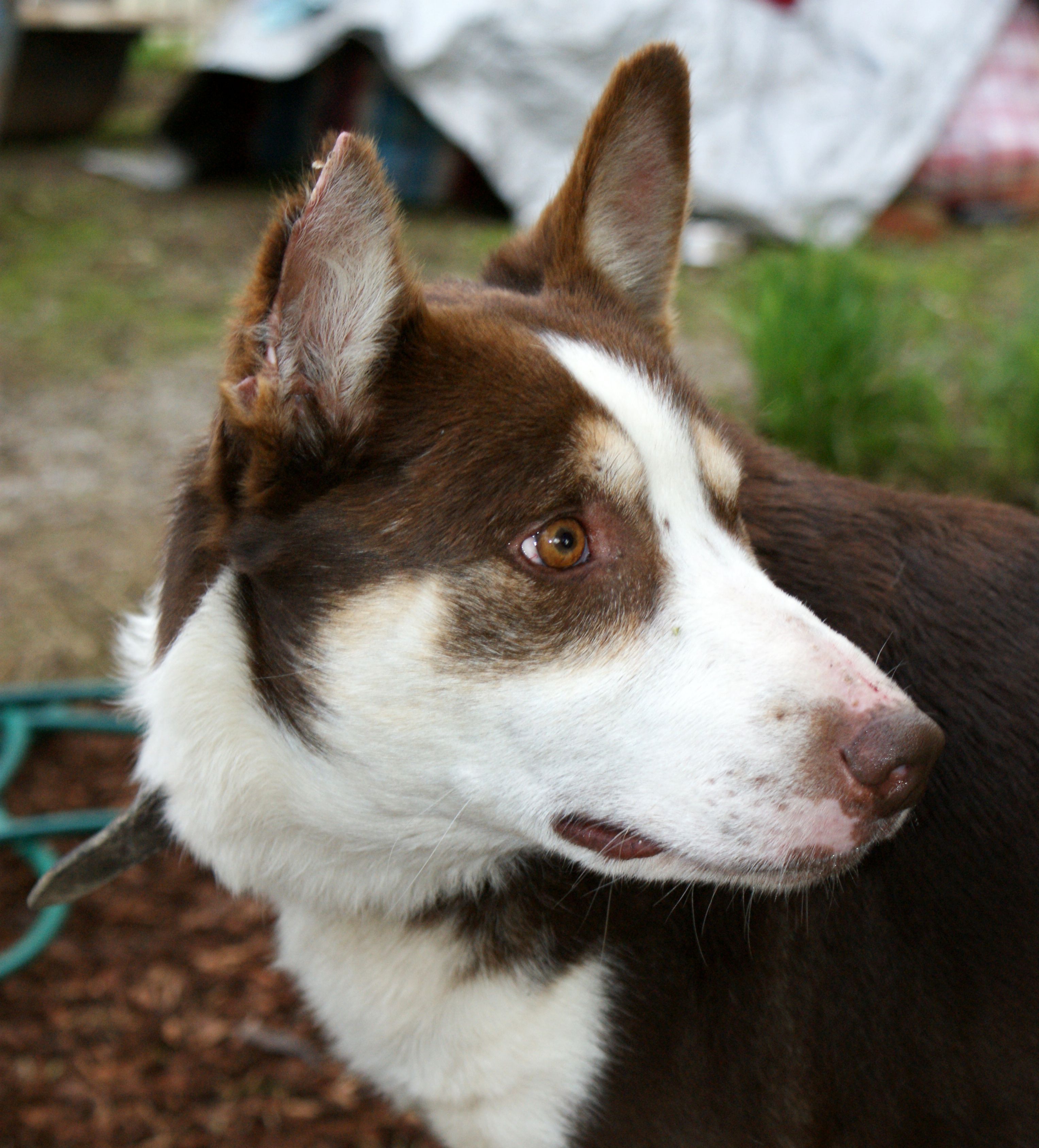 Bitza - Medium Male Chocolate Kelpie Dog in VIC - PetRescue