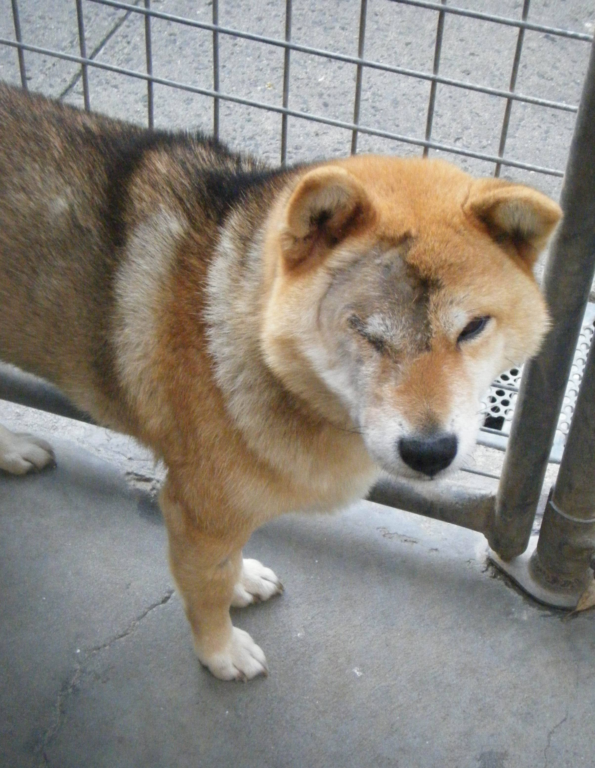 Shibi - Medium Female Shiba Inu Dog in VIC - PetRescue