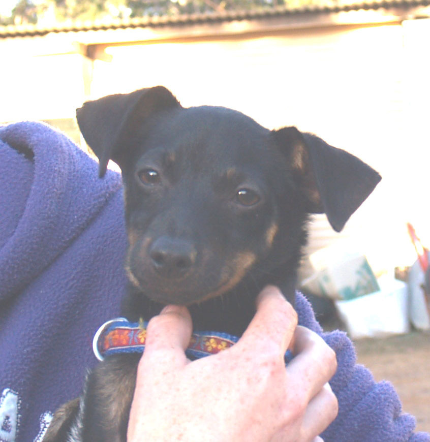 Jacob - Medium Male Mini Foxy Mix Dog in NSW - PetRescue