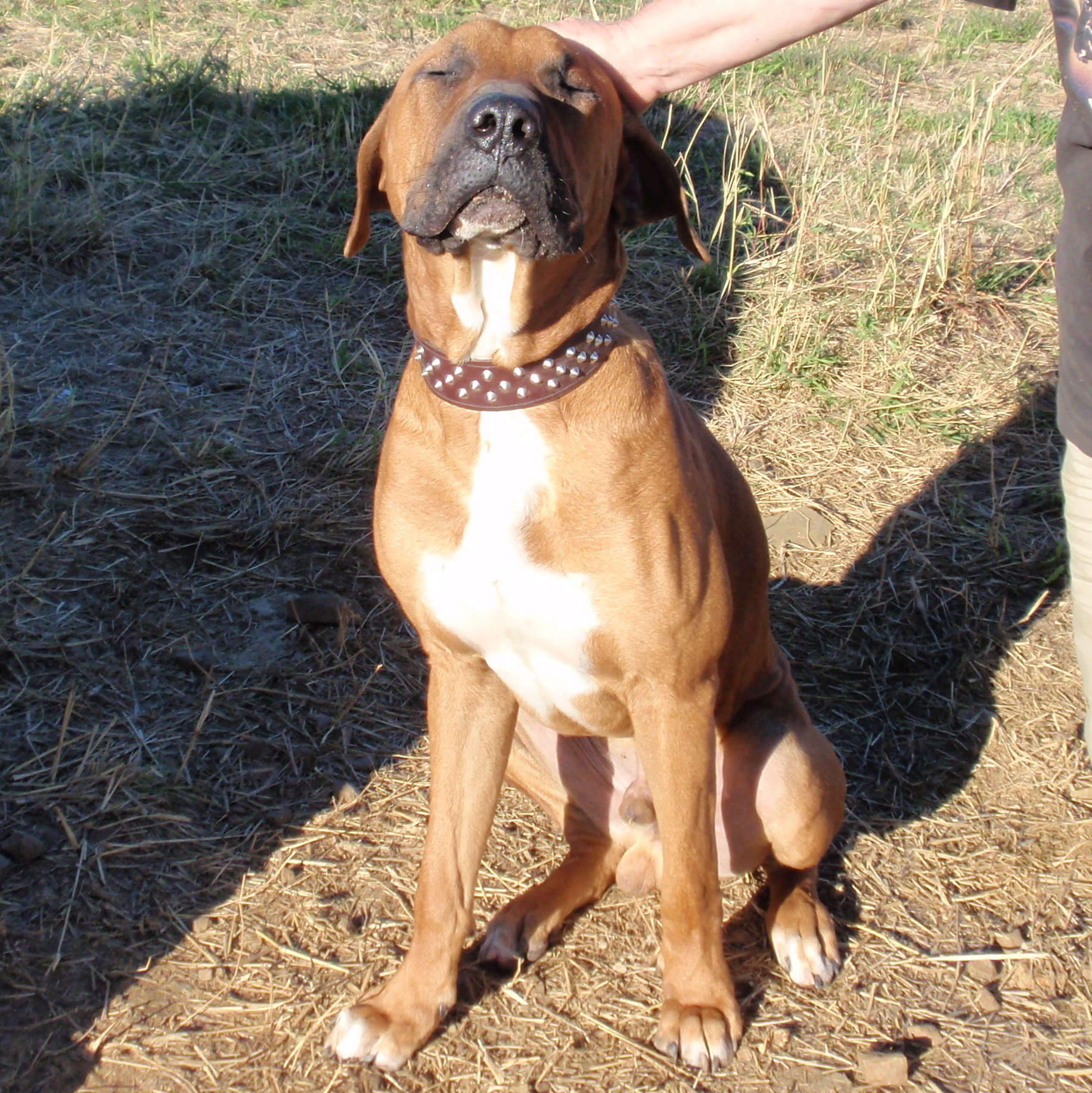 Clifford - Large Male Great Dane Cross Mastiff Dog in QLD - PetRescue