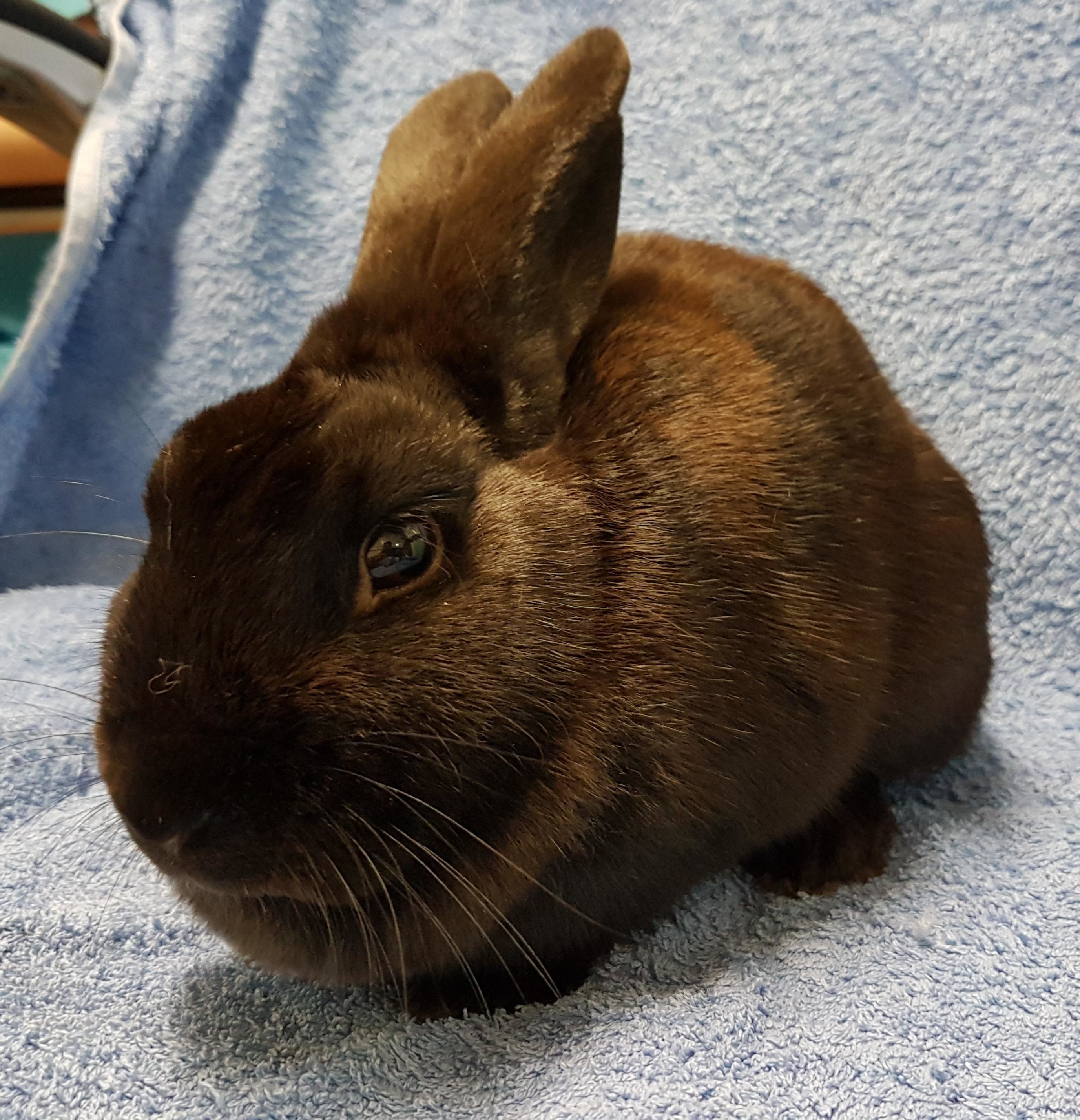 Milly - Female Bunny Rabbit Rabbit in ACT - PetRescue
