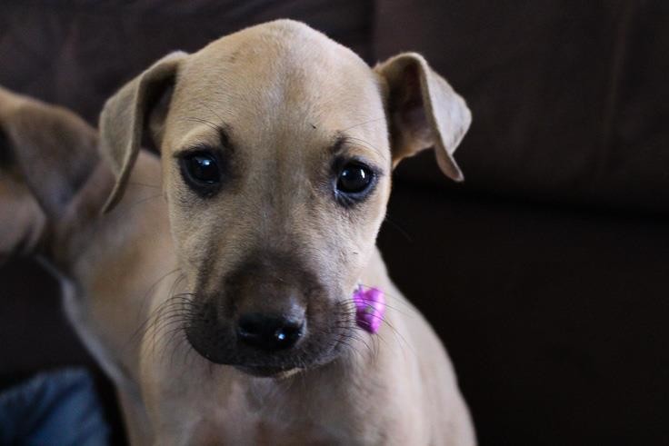 Lena - Large Female American Staffordshire Terrier x Rhodesian ...