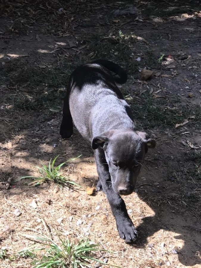 Male Puppy - Medium Male German Shorthaired Pointer x Golden Retriever ...