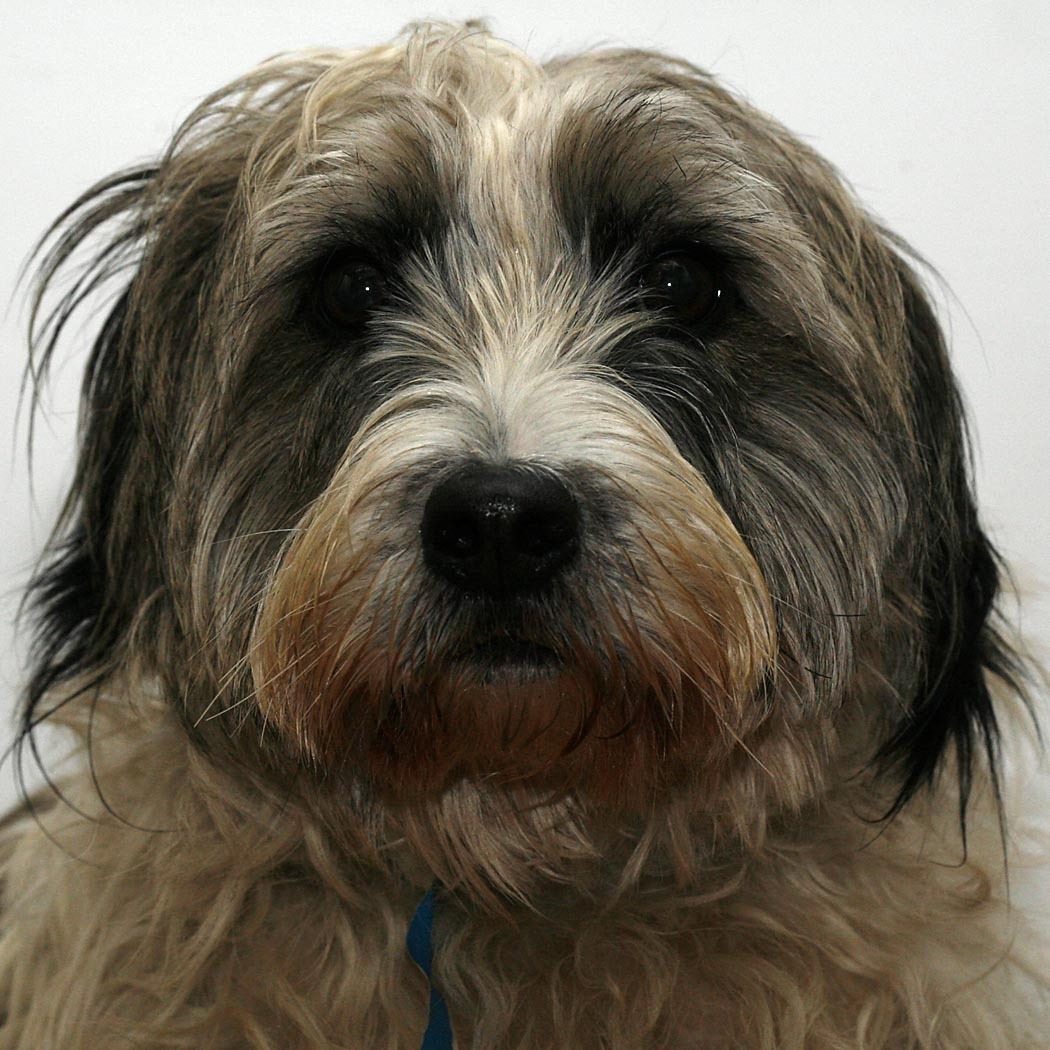 Shaggy - Medium Male Terrier Mix Dog in VIC - PetRescue