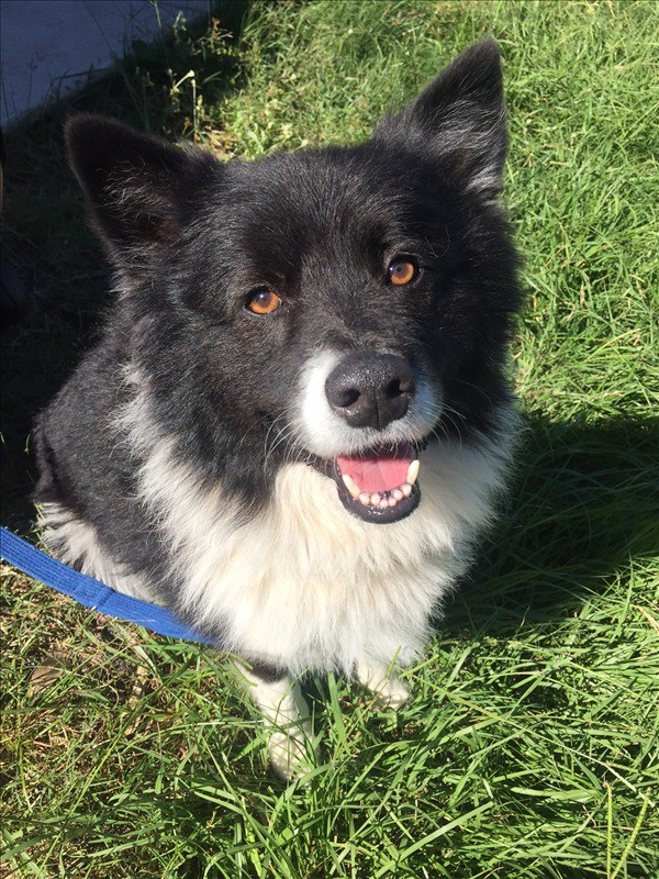 Kaine - Medium Male Border Collie x Samoyed Mix Dog in QLD - PetRescue