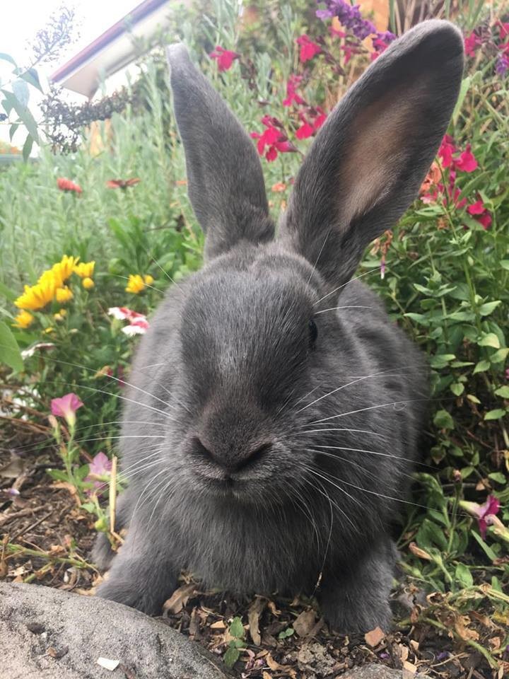 Boris - Male Dwarf x Flemish Giant Mix Rabbit in NSW - PetRescue