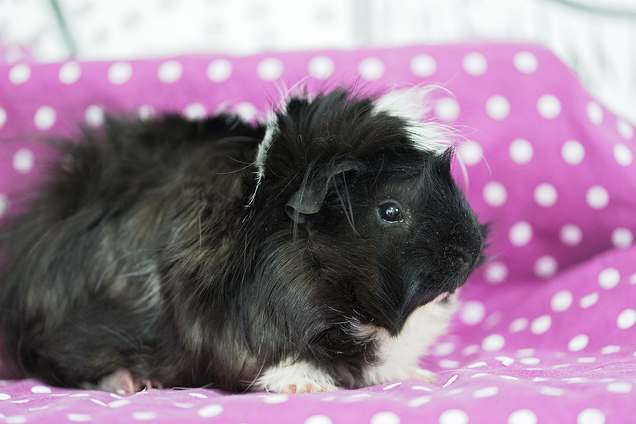 Wasp - Female Short-hair Sheba Mini Yak Mix Guinea Pig in QLD - PetRescue