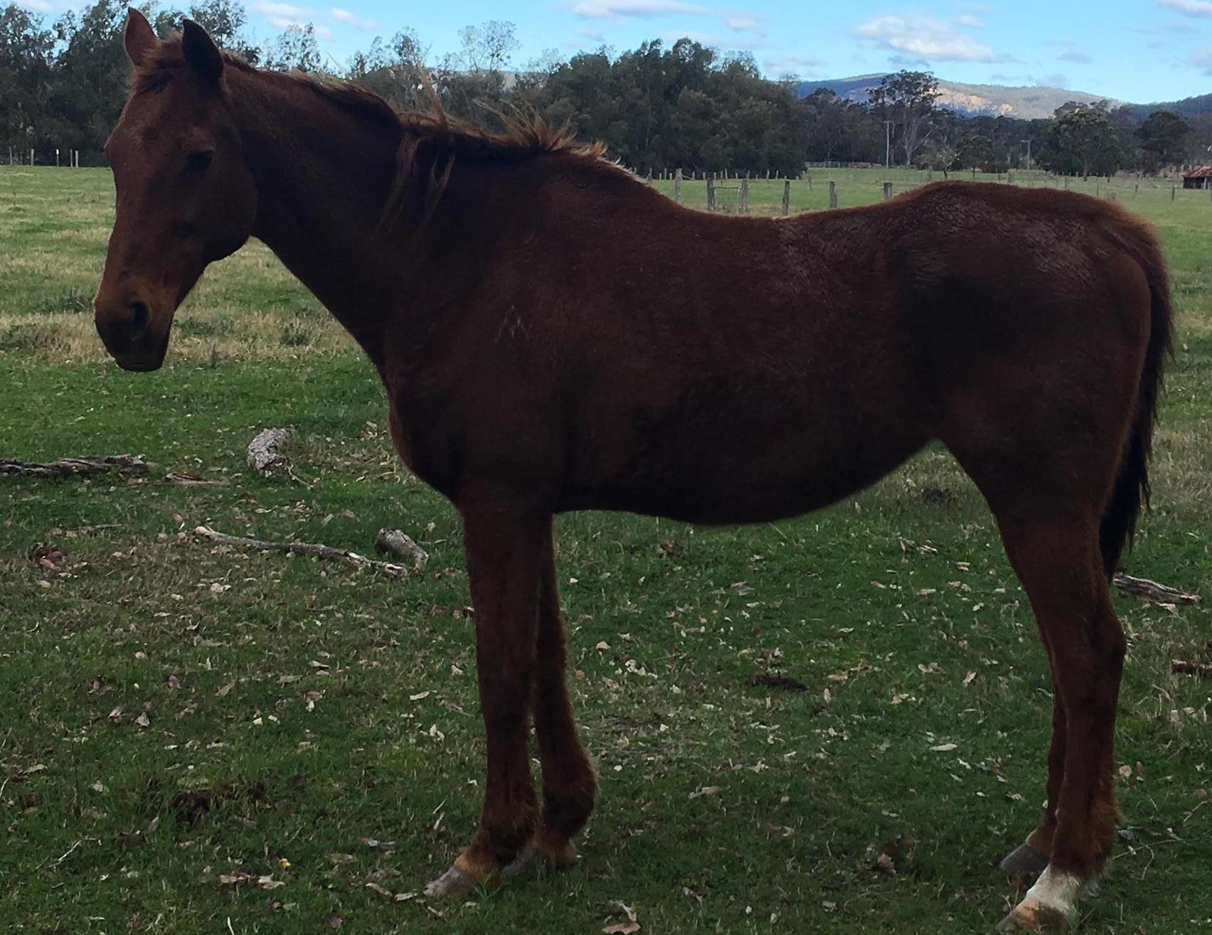 Tess - Female Thoroughbred Mix Horse in NSW - PetRescue