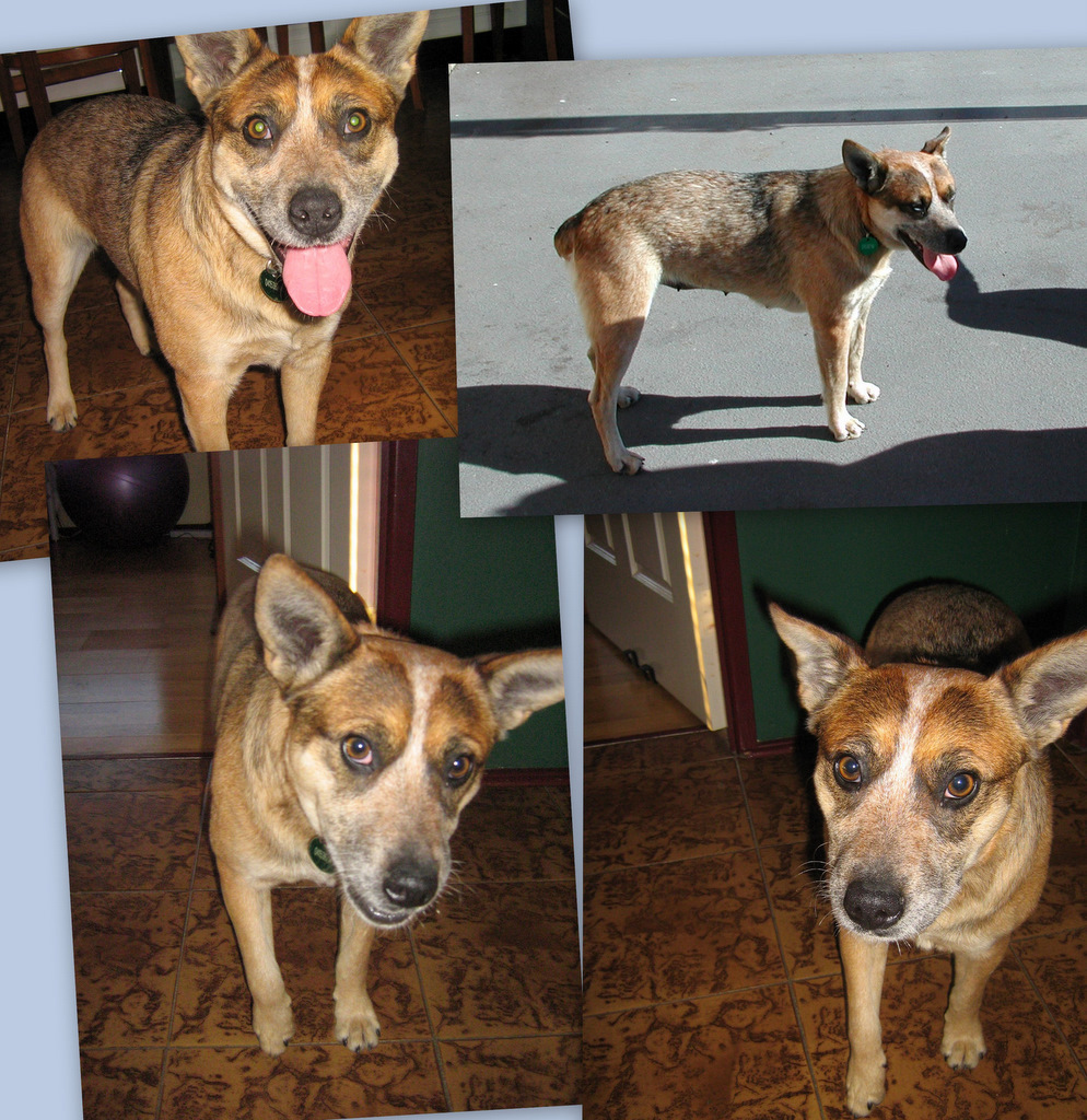 Bandit (On Trial) - Medium Female Stumpy Tailed Red Cattle Dog Dog in ...