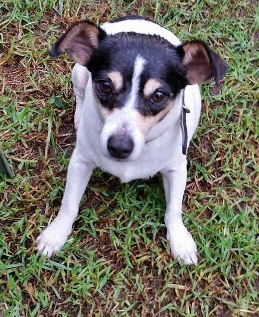 Rachael - Small Female Jack Russell Terrier x Miniature Fox Terrier Mix ...