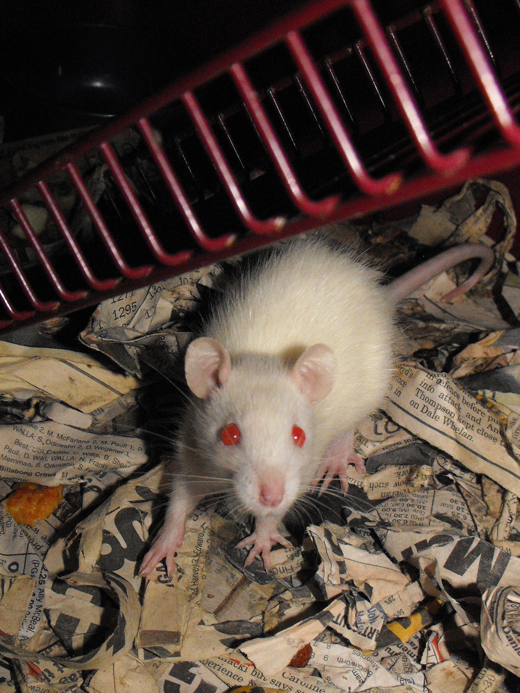 Echo - Male Rodent in NSW - PetRescue