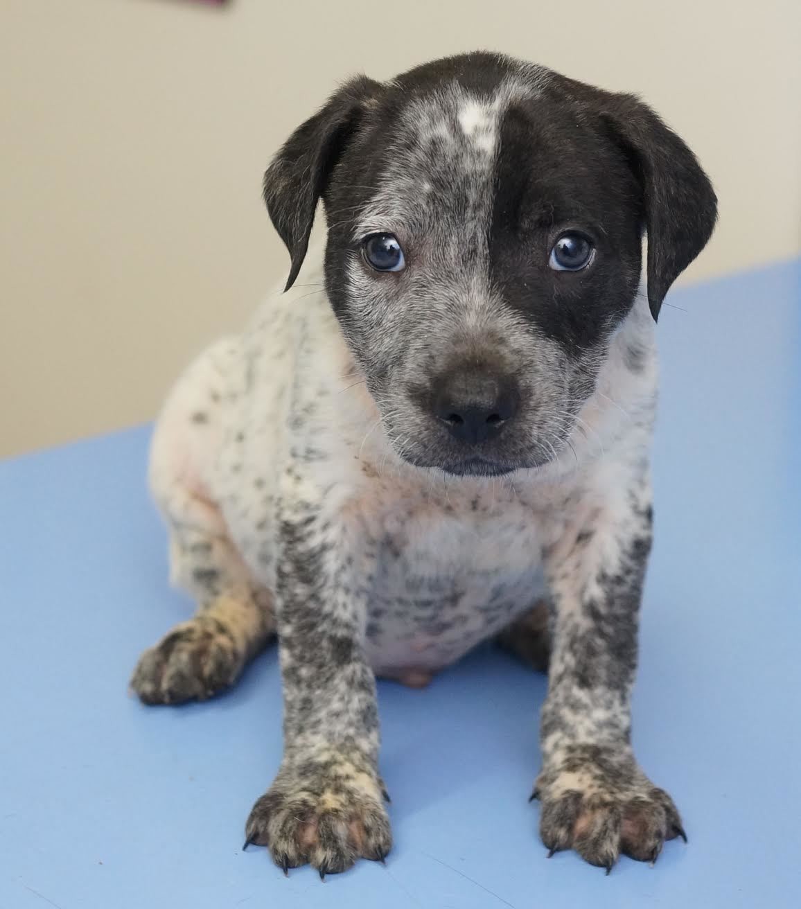 Diggle - Medium Male Staffy Mix Dog in SA - PetRescue