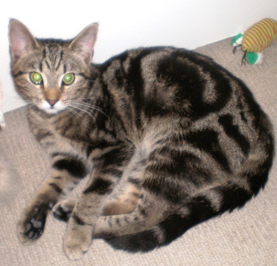 Chocco - Male Dsh Cat in QLD - PetRescue