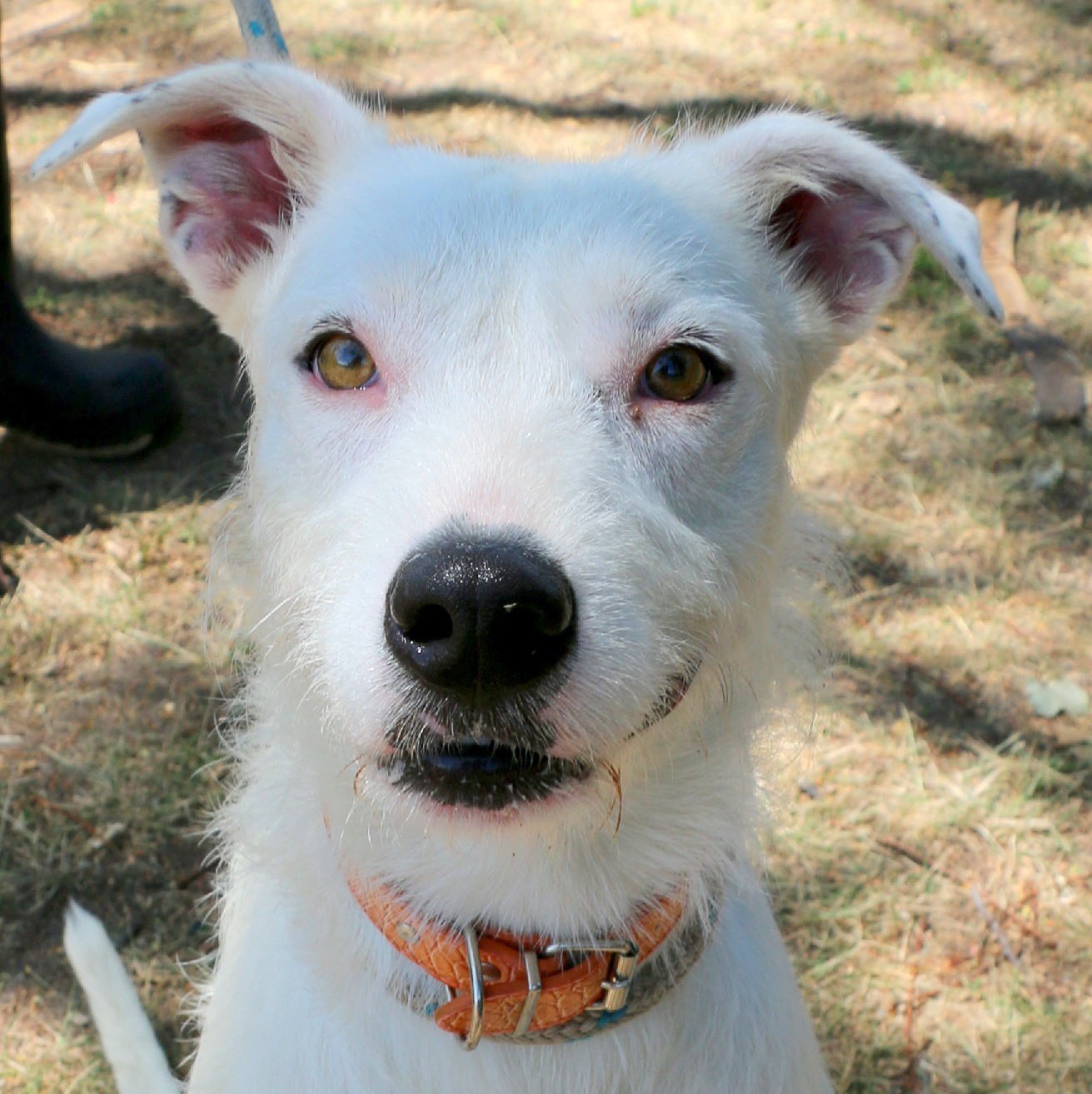 Ash - Medium Female North Queensland Bullhound Mix Dog in QLD - PetRescue