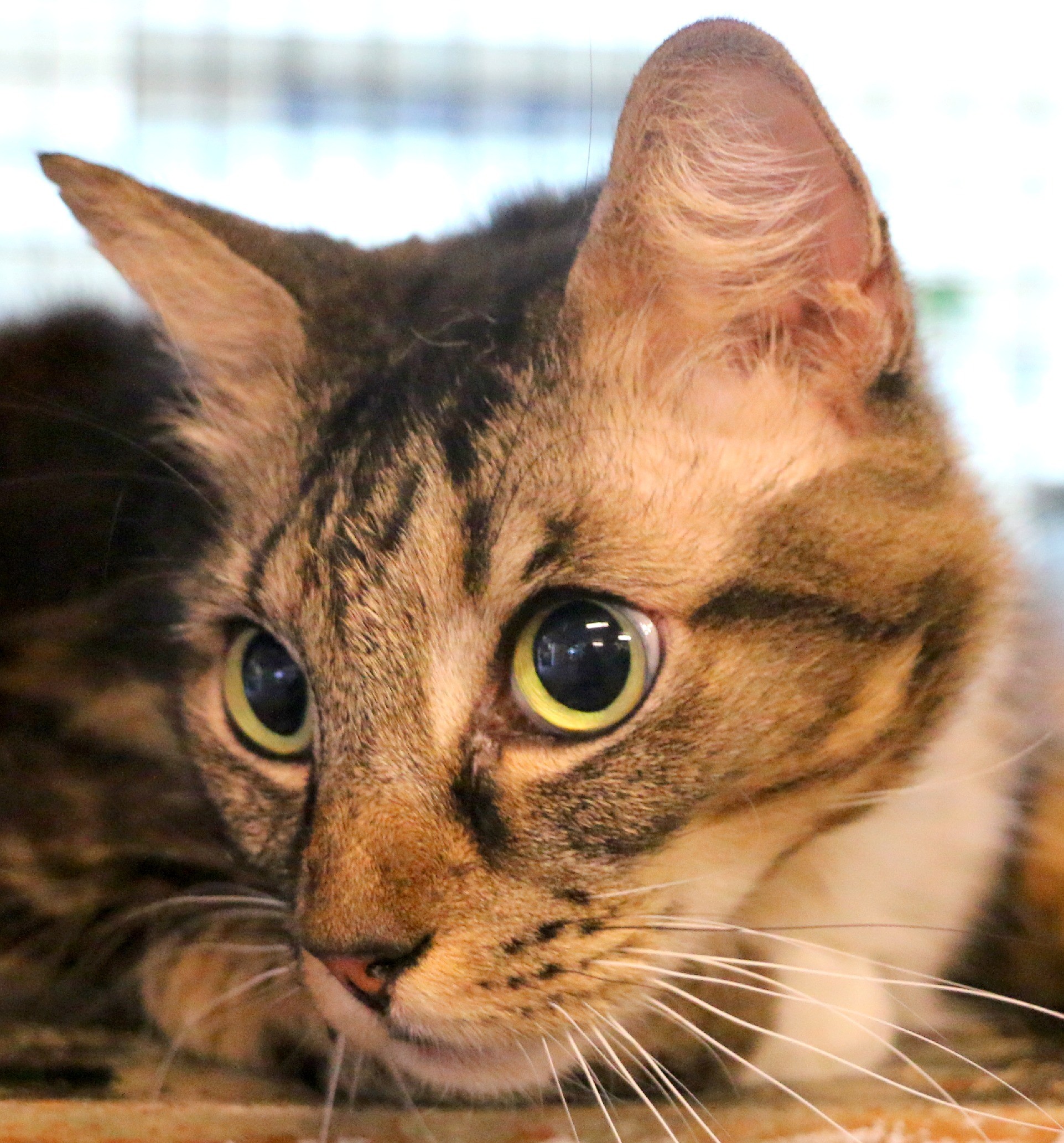 Darwin - Male Maine Coon x Domestic Medium Hair Mix Cat in QLD - PetRescue