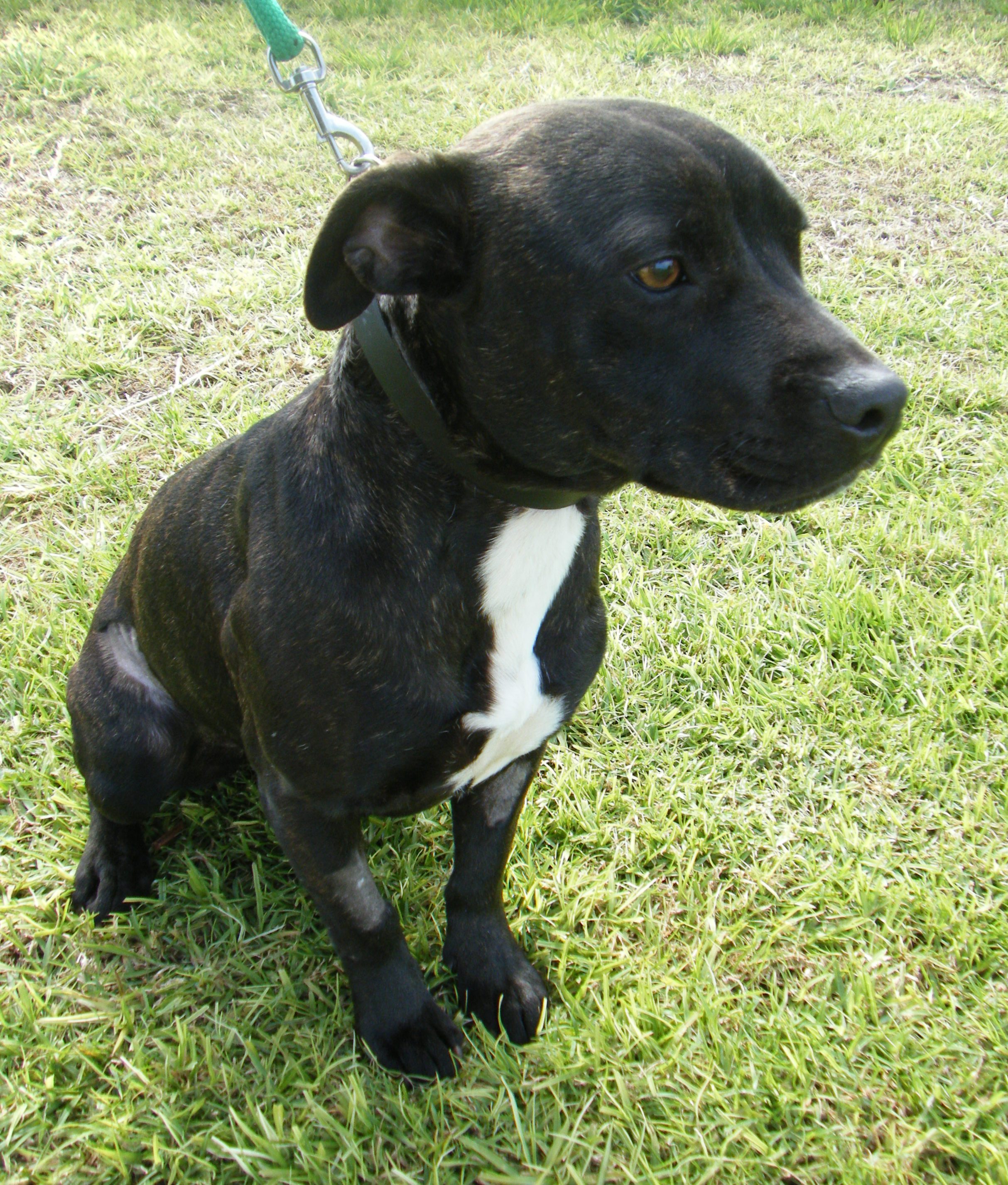 Roxy - Medium Female Staffy Dog in VIC - PetRescue
