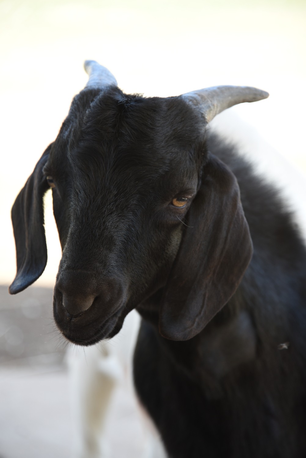 Timmy - Male Boer Mix Goat in NSW - PetRescue
