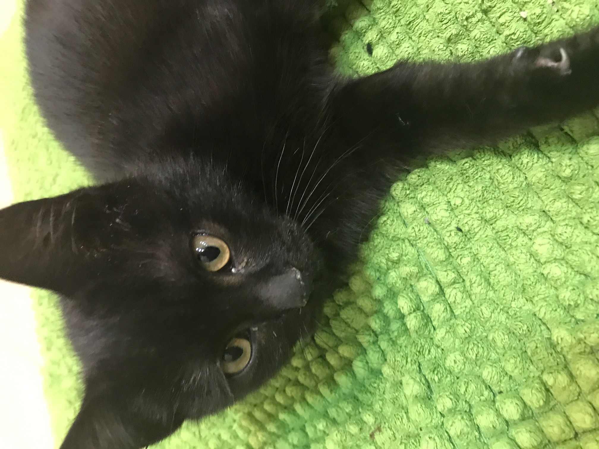 Midnight of Balmain - Female Domestic Short Hair Cat in NSW - PetRescue