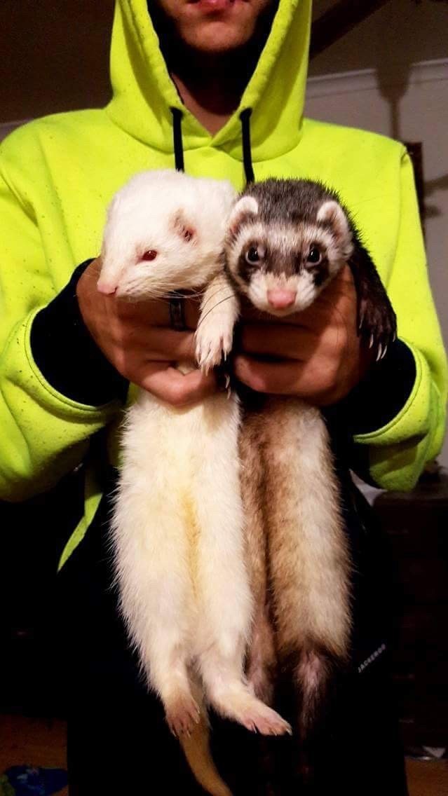 Spud & Sprite - Male Ferret in VIC - PetRescue