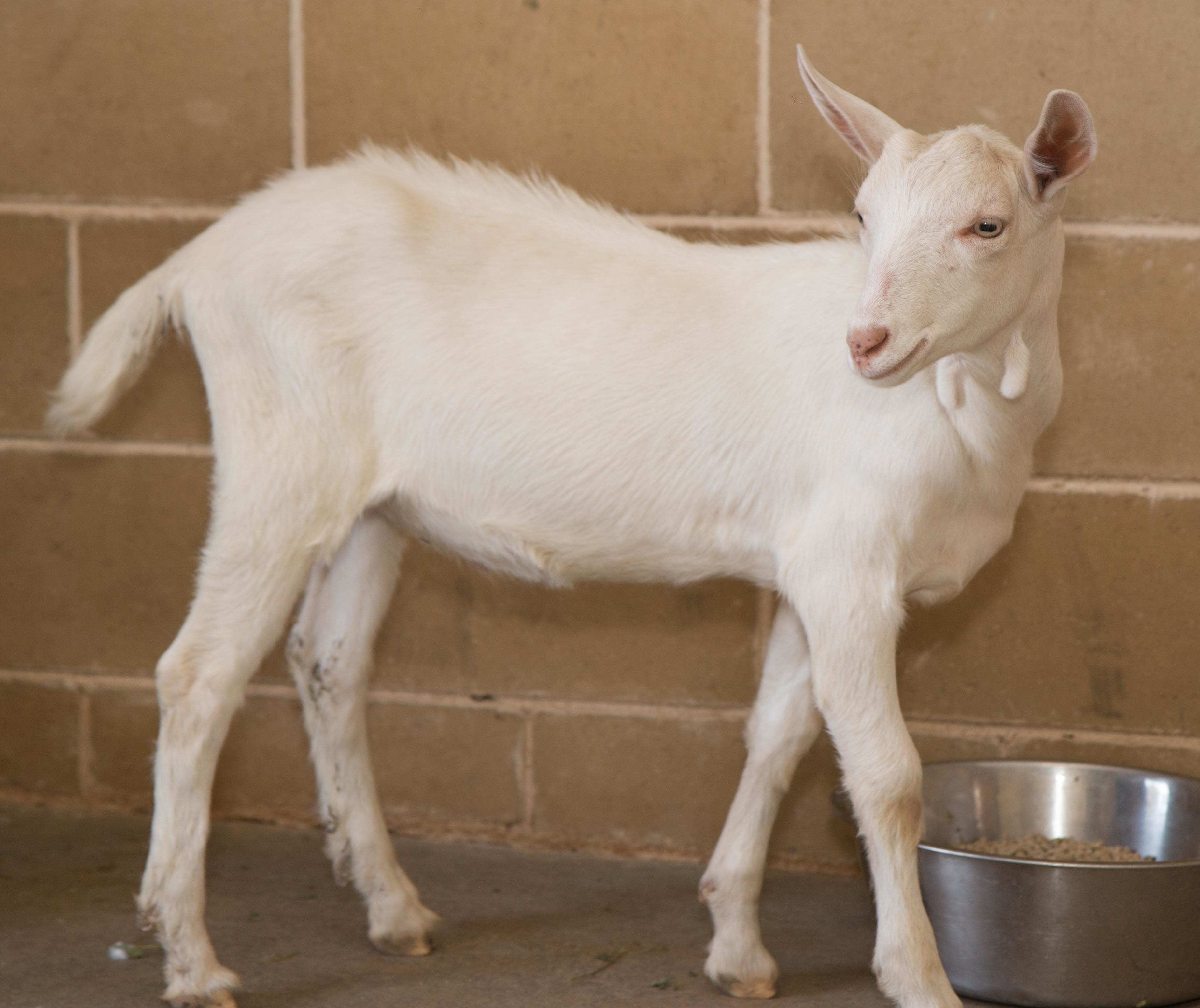 Pedro - Male Boer Mix Goat in NSW - PetRescue
