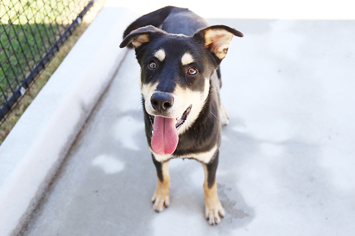 Harry 29016 - Medium Male Alaskan Malamute x Rottweiler Mix Dog in NSW ...