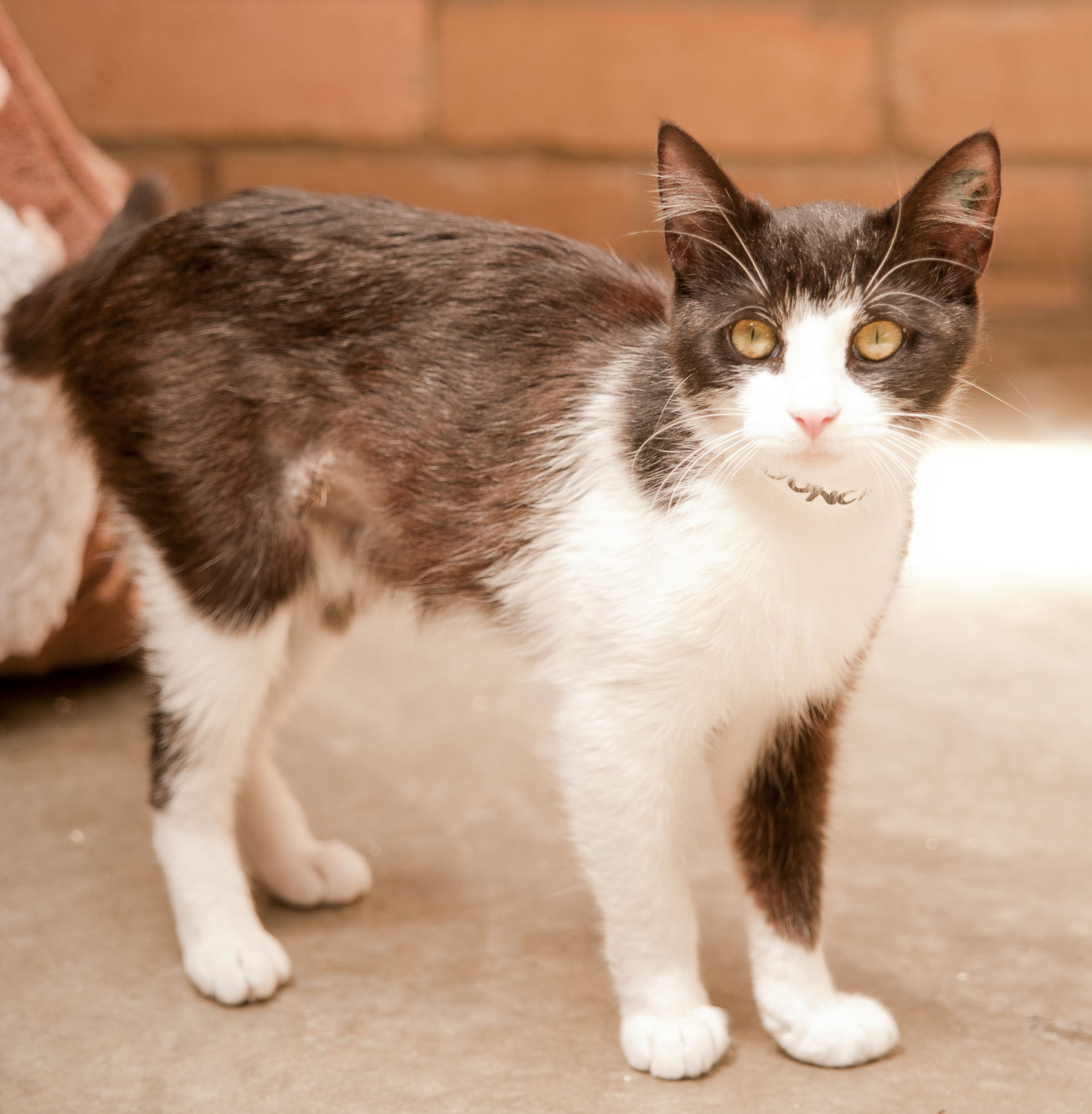 Titch Id - A0323 - Female Dsh Cat in VIC - PetRescue