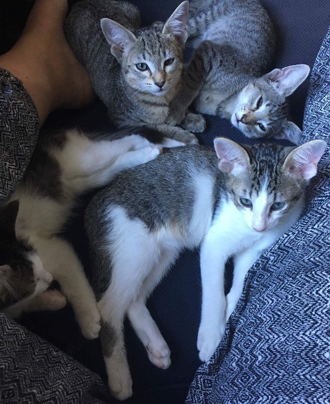 All 4 Paws Dog Rescue Inc - PetRescue