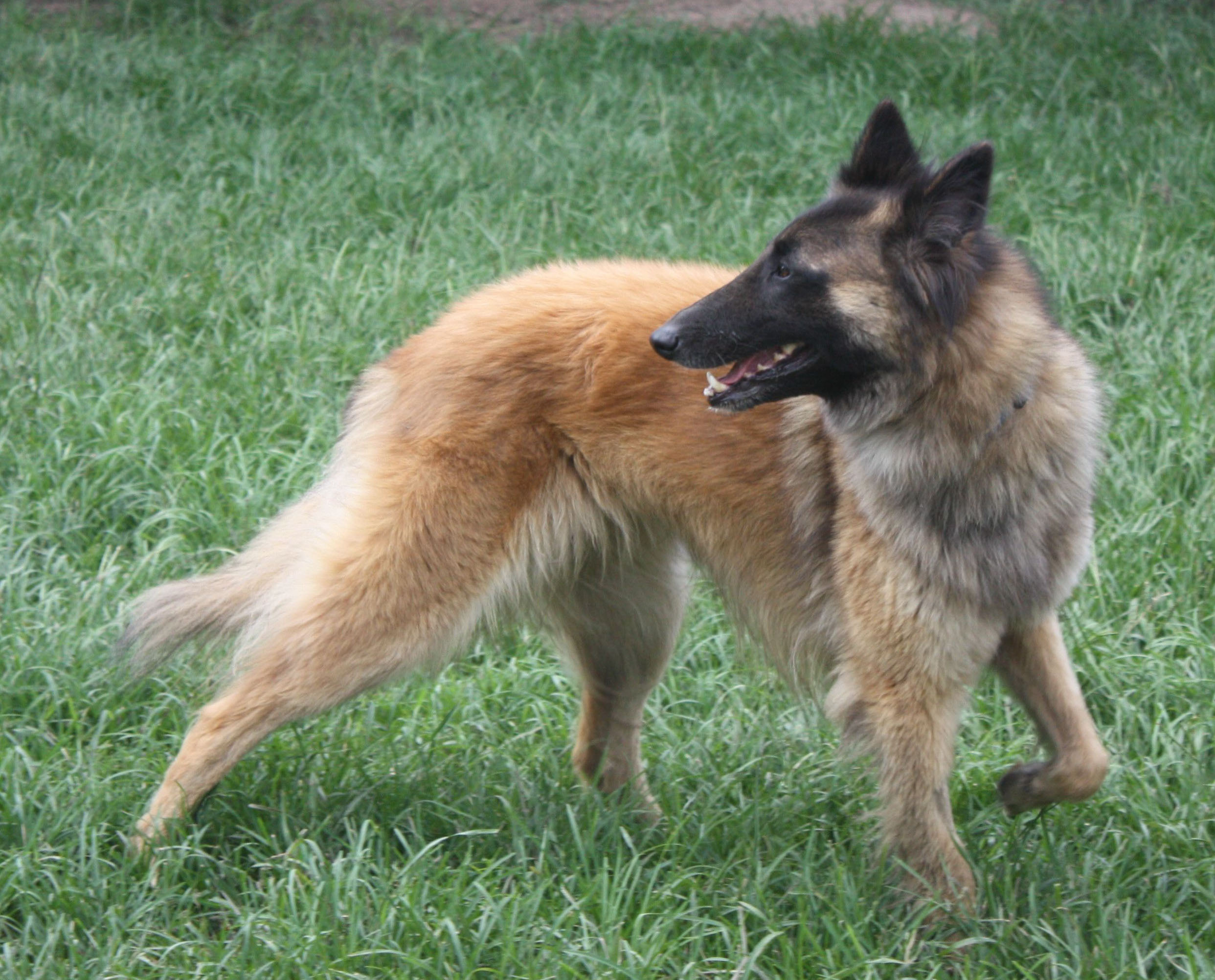 Rachael - Medium Female Belgian Shepherd Tervueren Dog in NSW - PetRescue