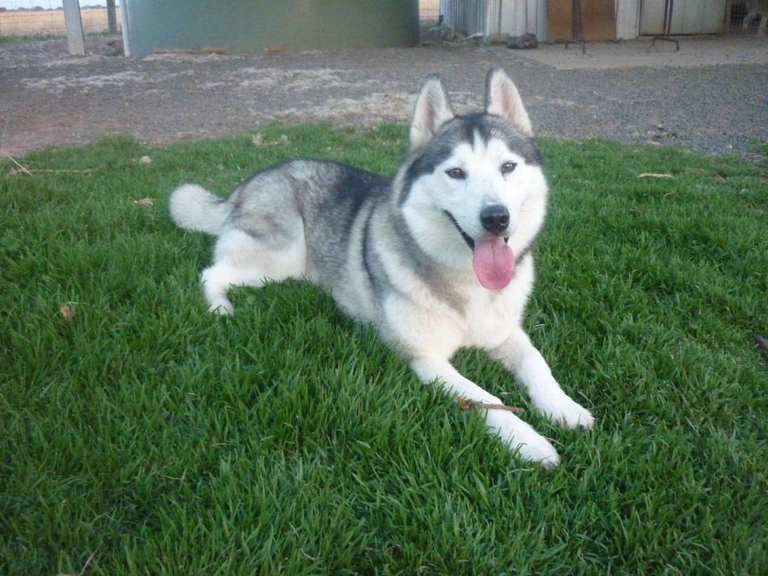 Sienna - Medium Female Siberian Husky Dog in VIC - PetRescue