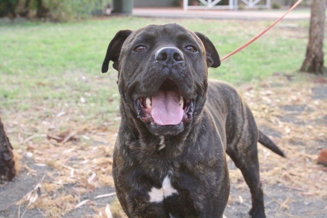 Tank (D3340) - Large Male Mixed Breed Dog in WA - PetRescue