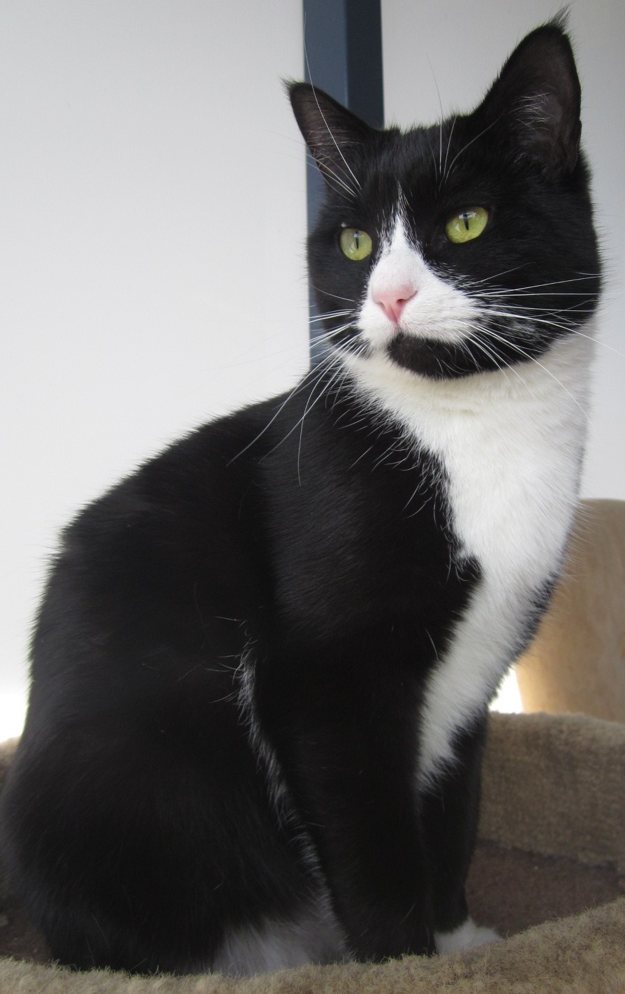 Silvie - Female Domestic Cat in NSW - PetRescue