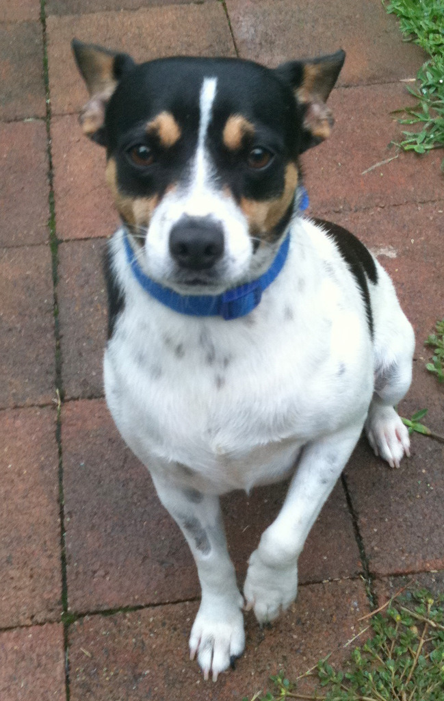 Charlie - Small Male Jack Russell x Mini Foxy Dog in NSW - PetRescue