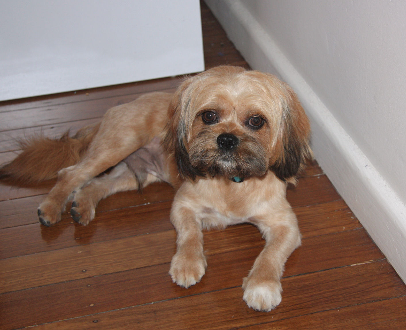 Rufus - Medium Male Lhasa Apso x Cavalier King Charles Dog in NSW ...