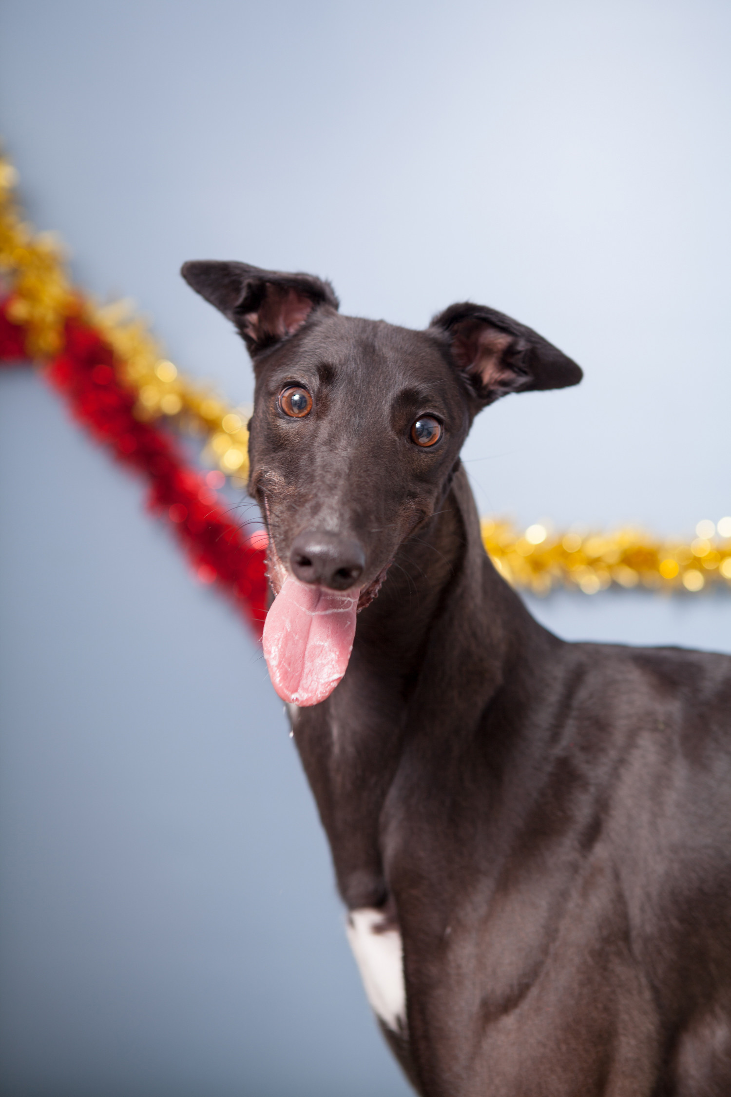 Marnie - Small Female Greyhound Dog in QLD - PetRescue