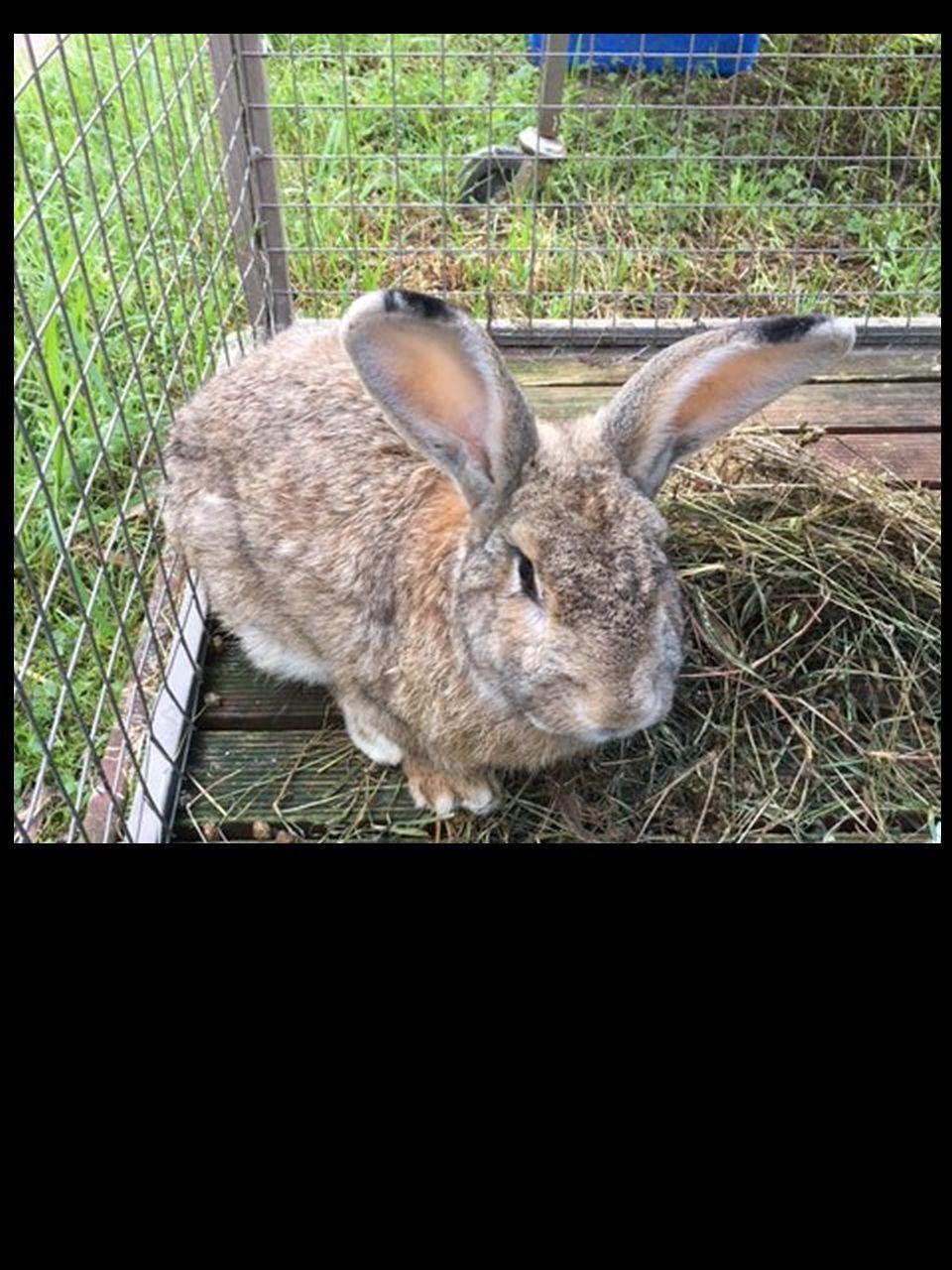 Jabba - Male Flemish Giant Mix Rabbit in NSW - PetRescue