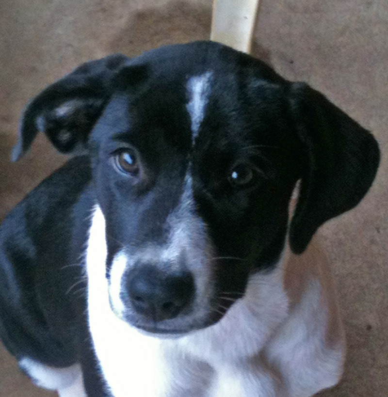 Daisy - Medium Female Border Collie x Great Dane x Mastiff Dog in NSW ...