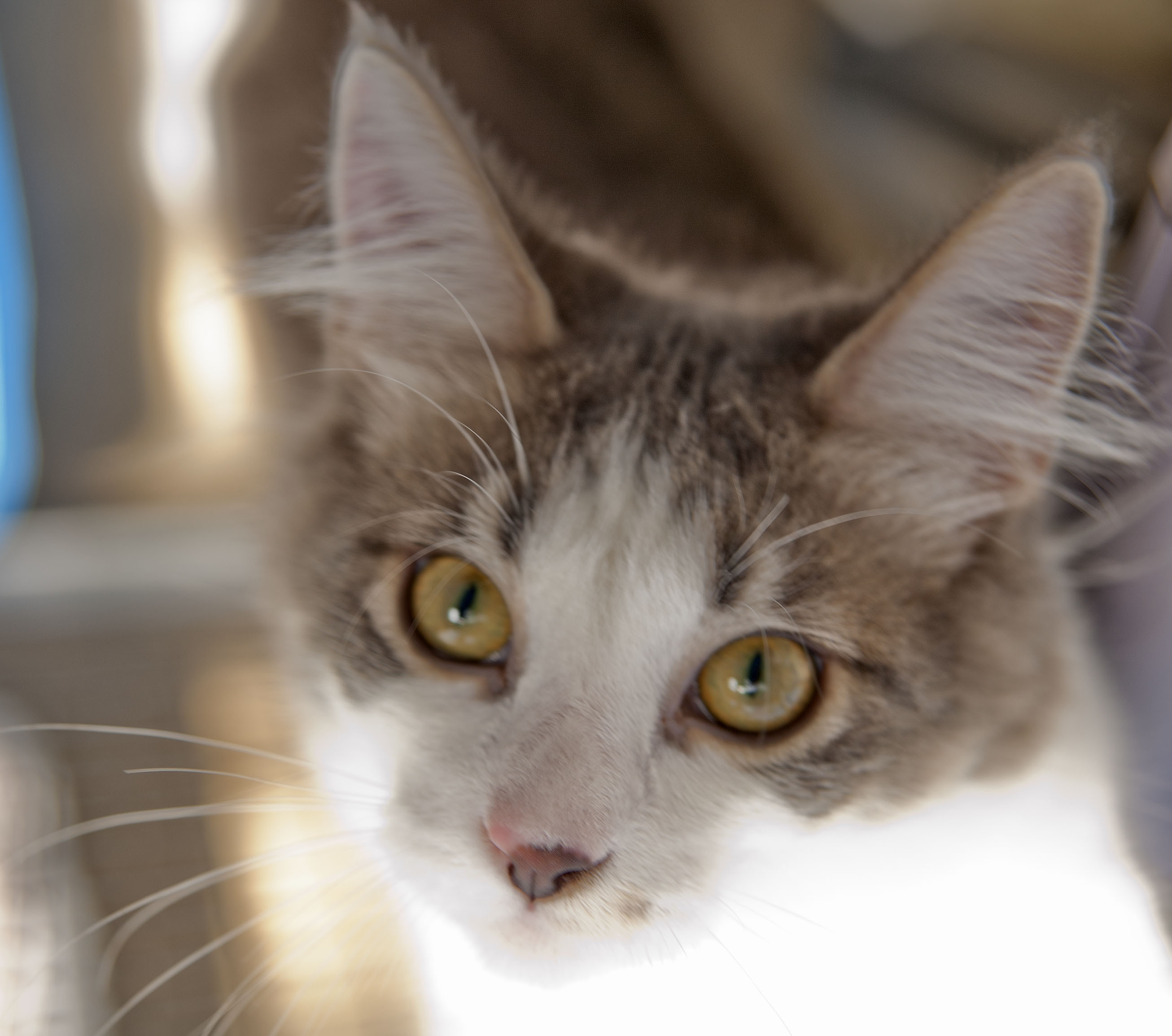 Mishka Id5976 - Female Dmh Cat in VIC - PetRescue