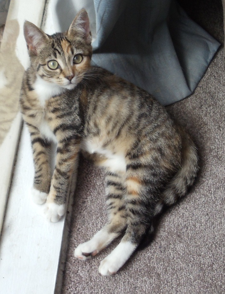 Peggy - Female Dsh Cat in VIC - PetRescue