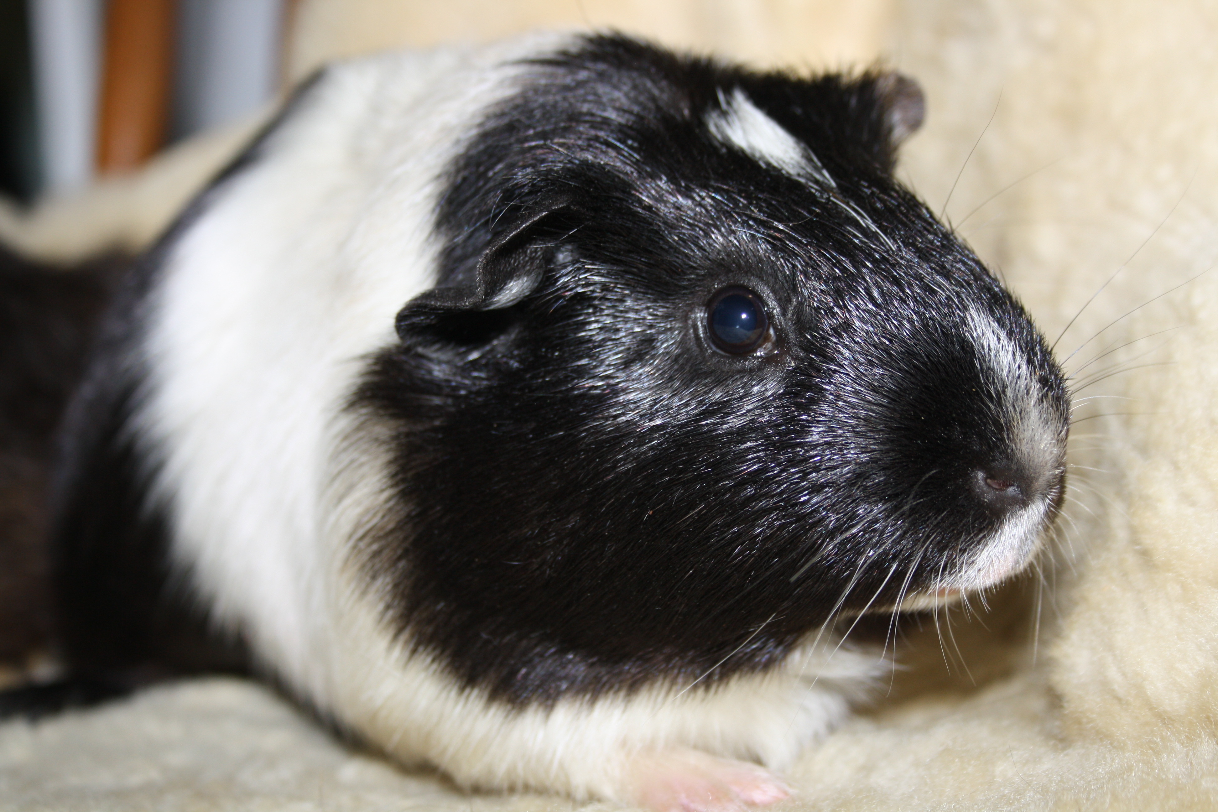 Silky - Male Short-hair Guinea Pig in QLD - PetRescue
