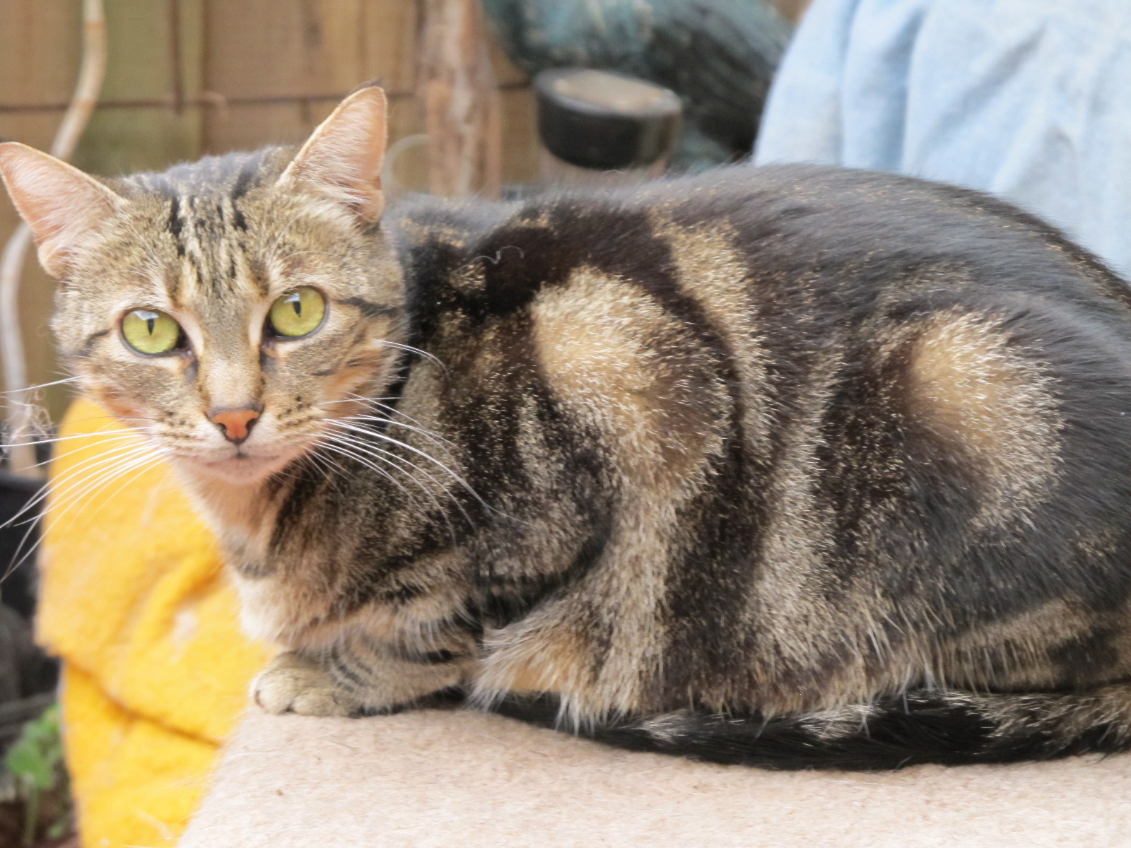 Toula - Female Dsh Cat in VIC - PetRescue